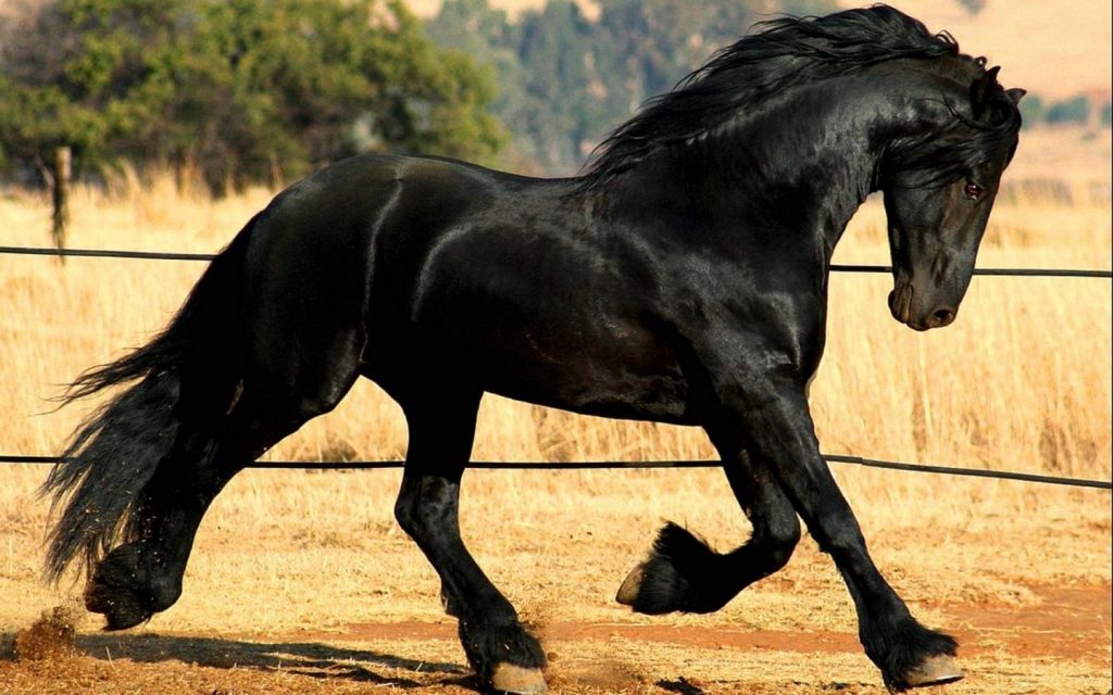 Colicos en caballos - Colicos Equinos - Seguros Equitación