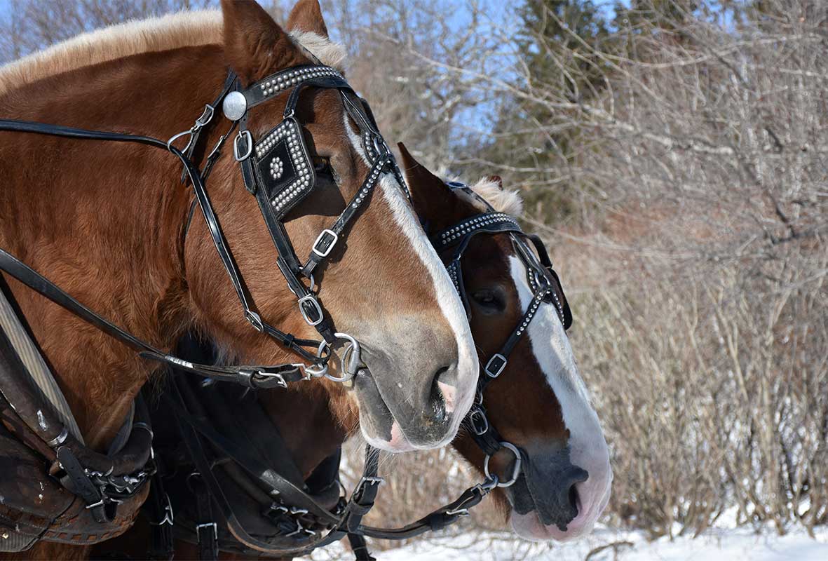 Cuidados del caballo en invierno | Seguros Equitación